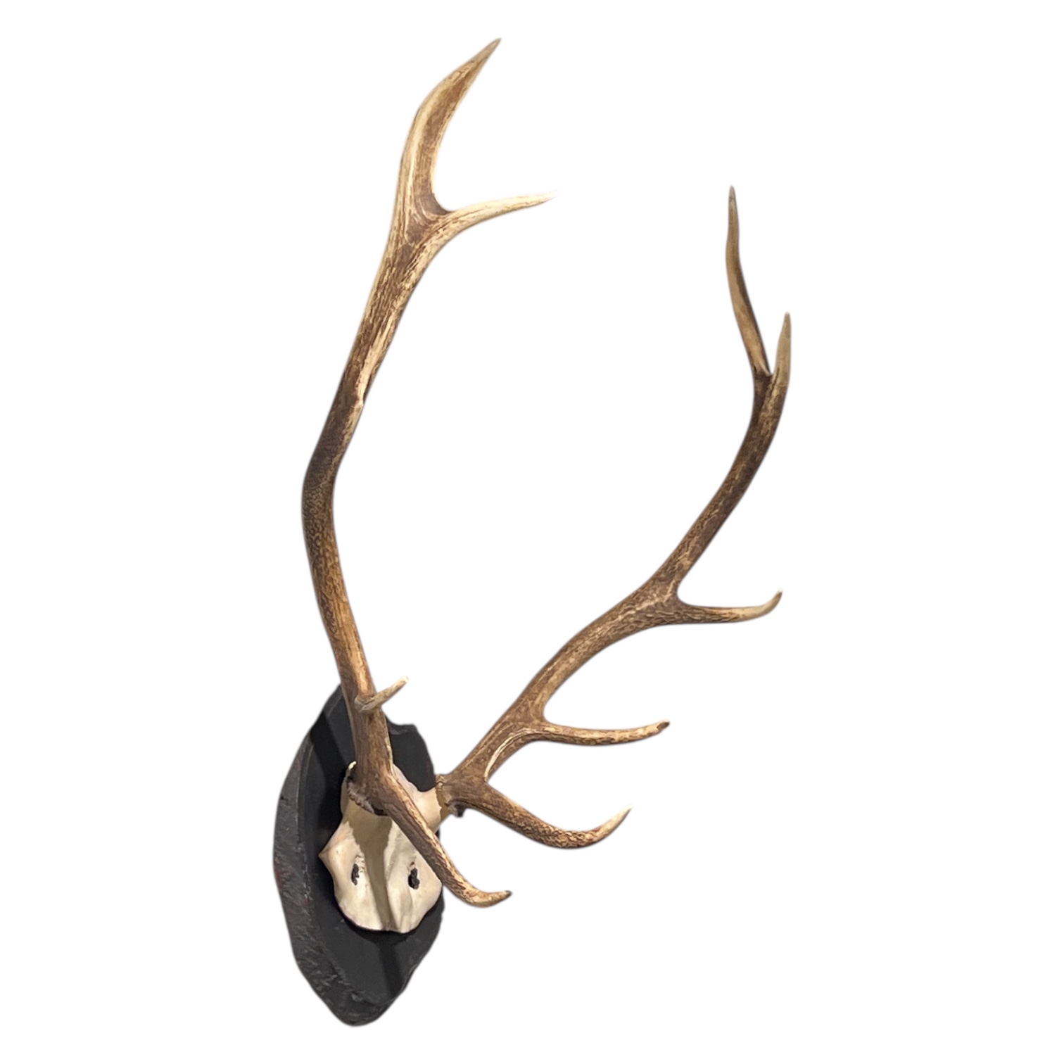Mounted Antlers - Foxglove Antiques Collective